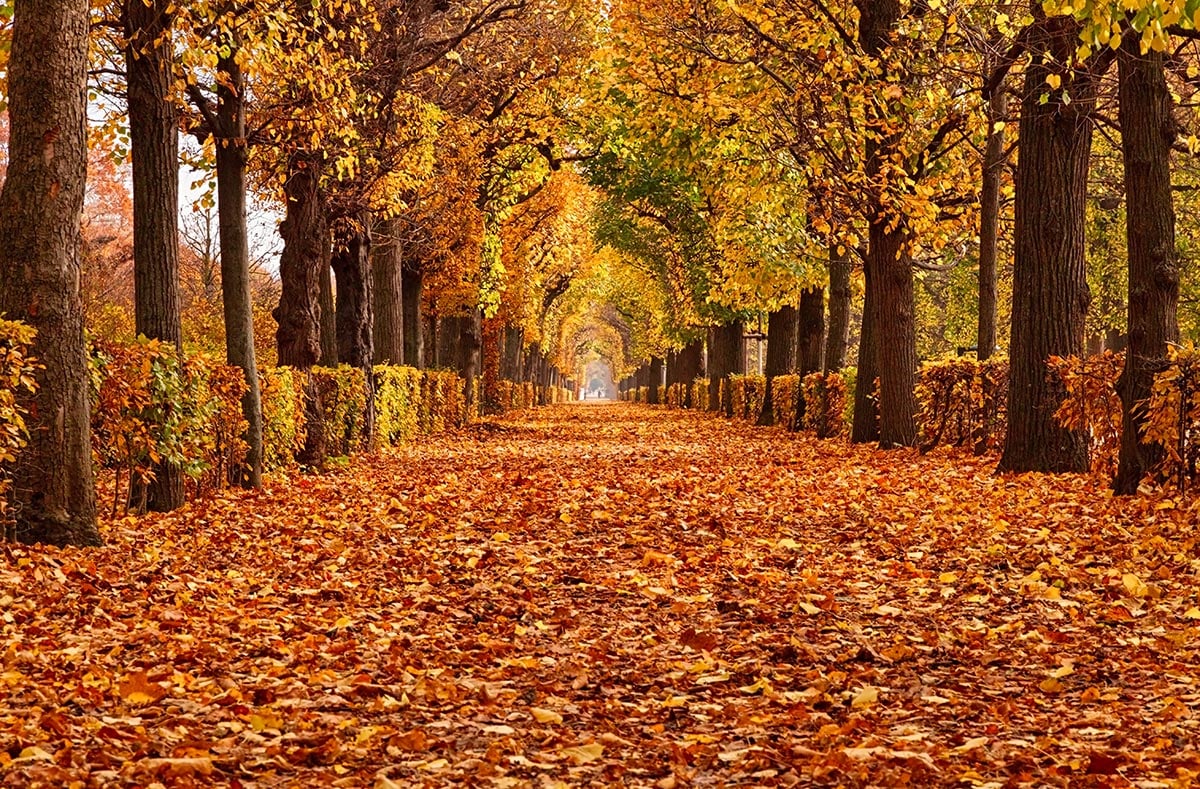9 Fun Facts About Fall
