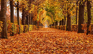 9 Fun Facts About Fall